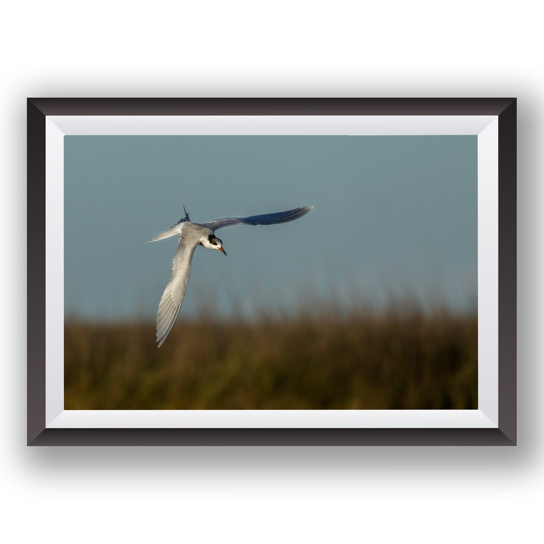 Tern Flying Over Marsh in Texas, Bird, Animal Wall Art, Nature Print ...