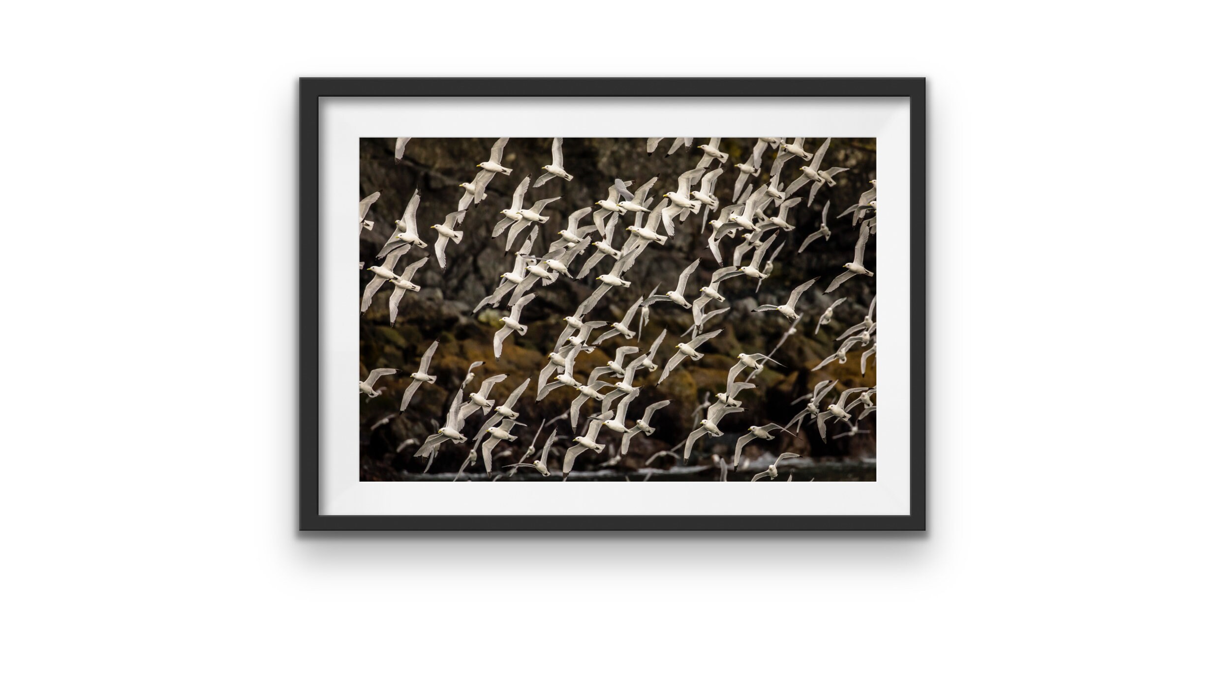 Albatross Flock Flying in Kenai Fjords, Alaska, Black and White or ...