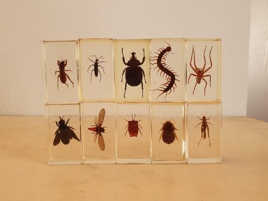 Collection of 10 Real Insects in Resin. Real Life Bugs, Beetles, Spider ...
