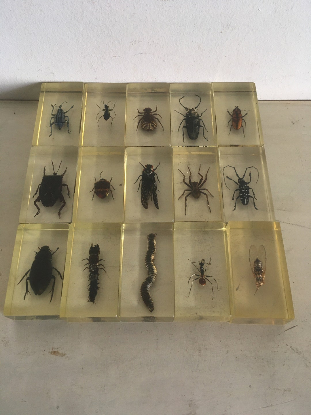 Collection of 15 of Real Insects in Resin. Real Life Bugs, Beetles ...