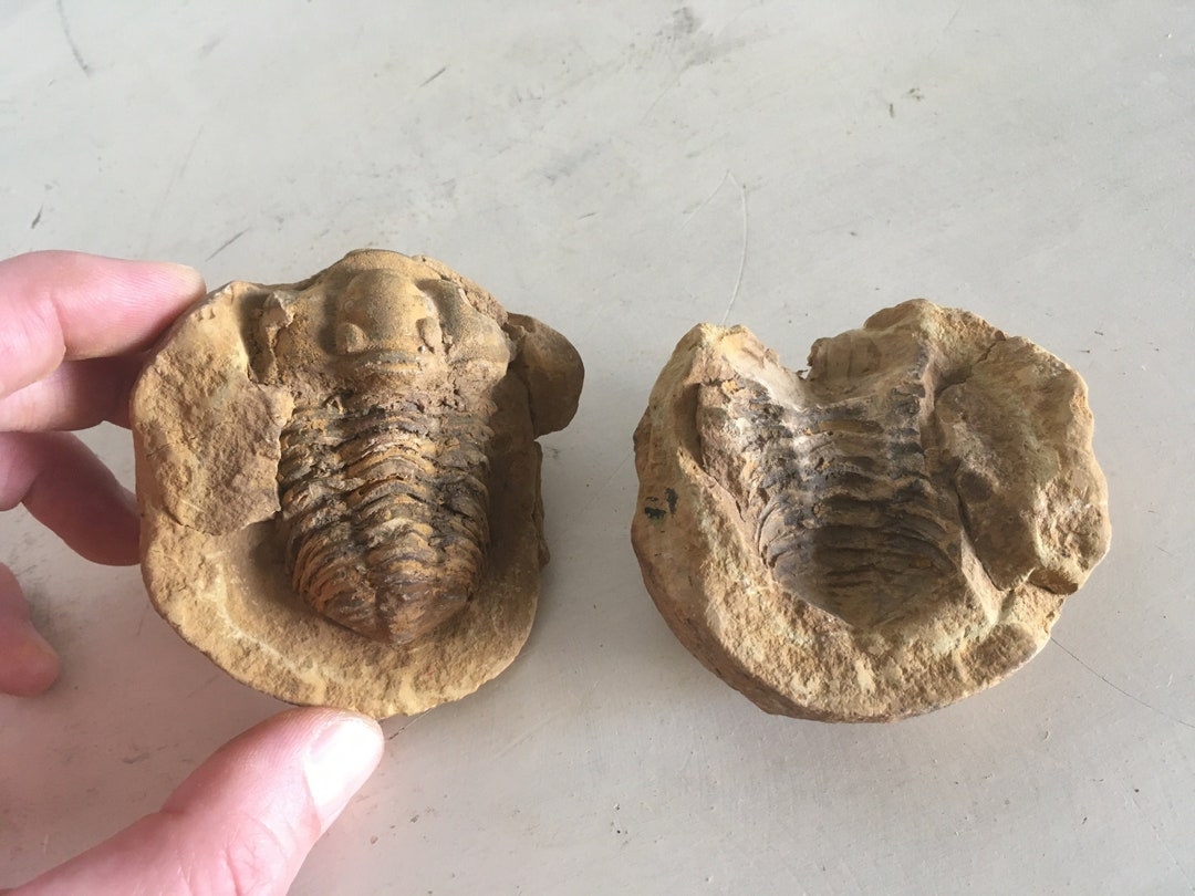 Rare Trilobite Fossil Older Than 400 Million Years Ago. Original Fossil ...