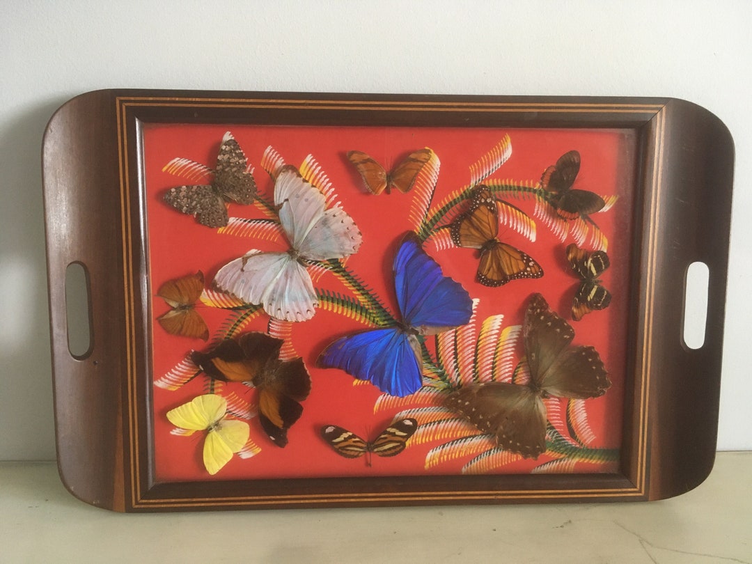 Embalmed Butterflies Wooden Tray. Colorful Big Butterflies Under Glass ...