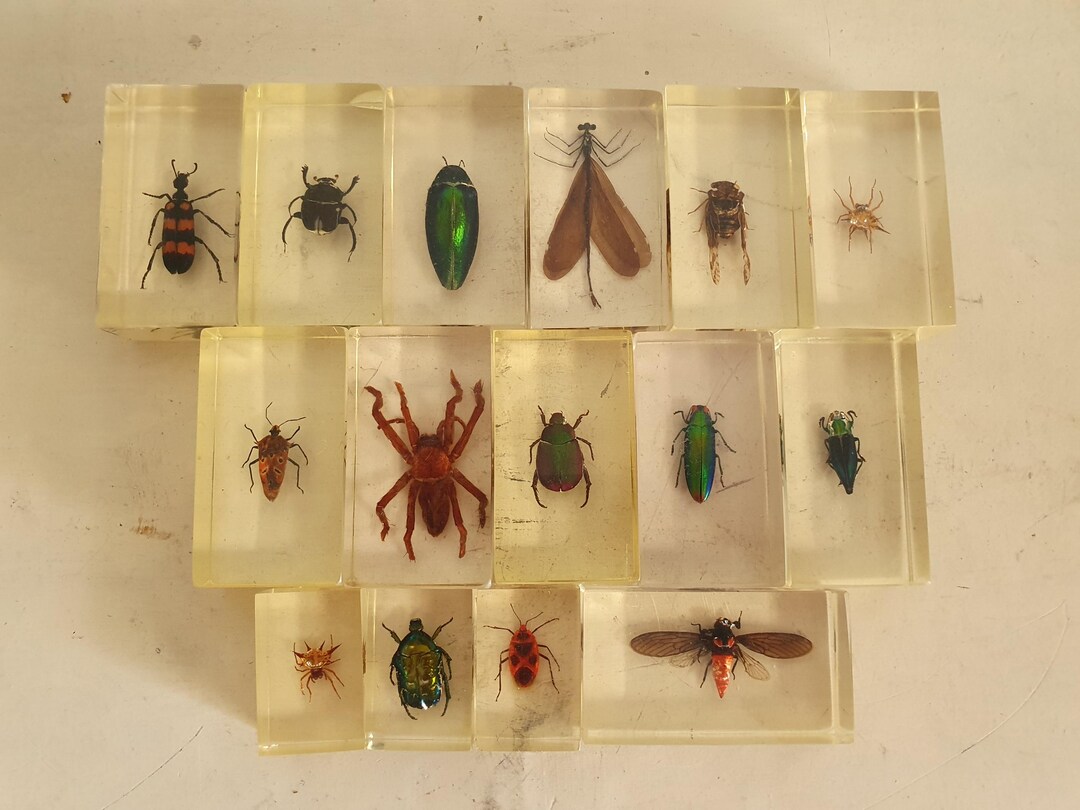 Collection of 15 of Real Insects in Resin. Real Life Bugs, Beetles ...