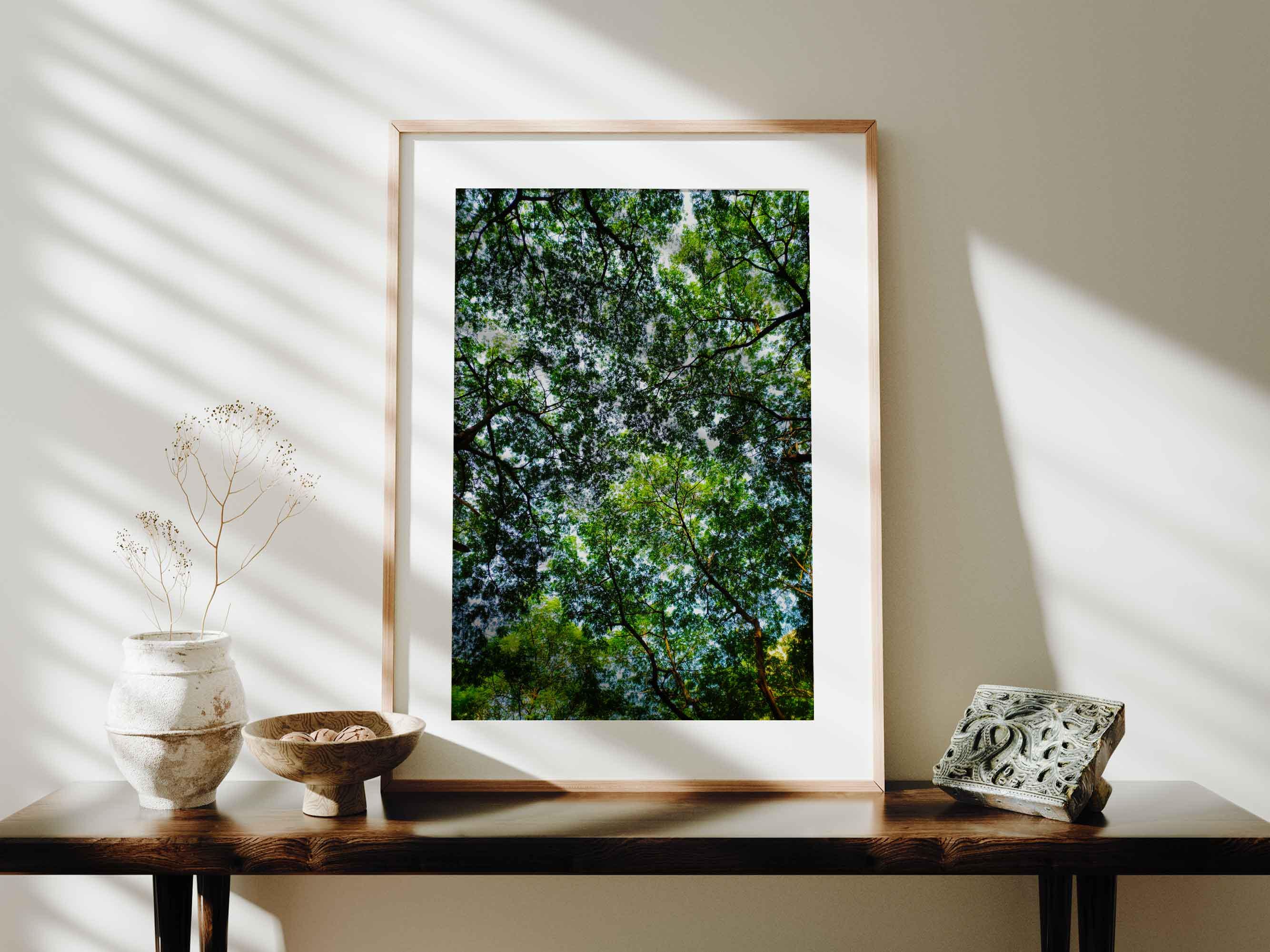 Tree Canopy Poster, View From Below, Looking up Through Leaves - Etsy