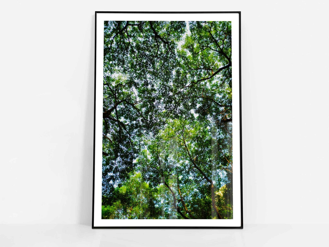 Tree Canopy Poster, View From Below, Looking up Through Leaves - Etsy