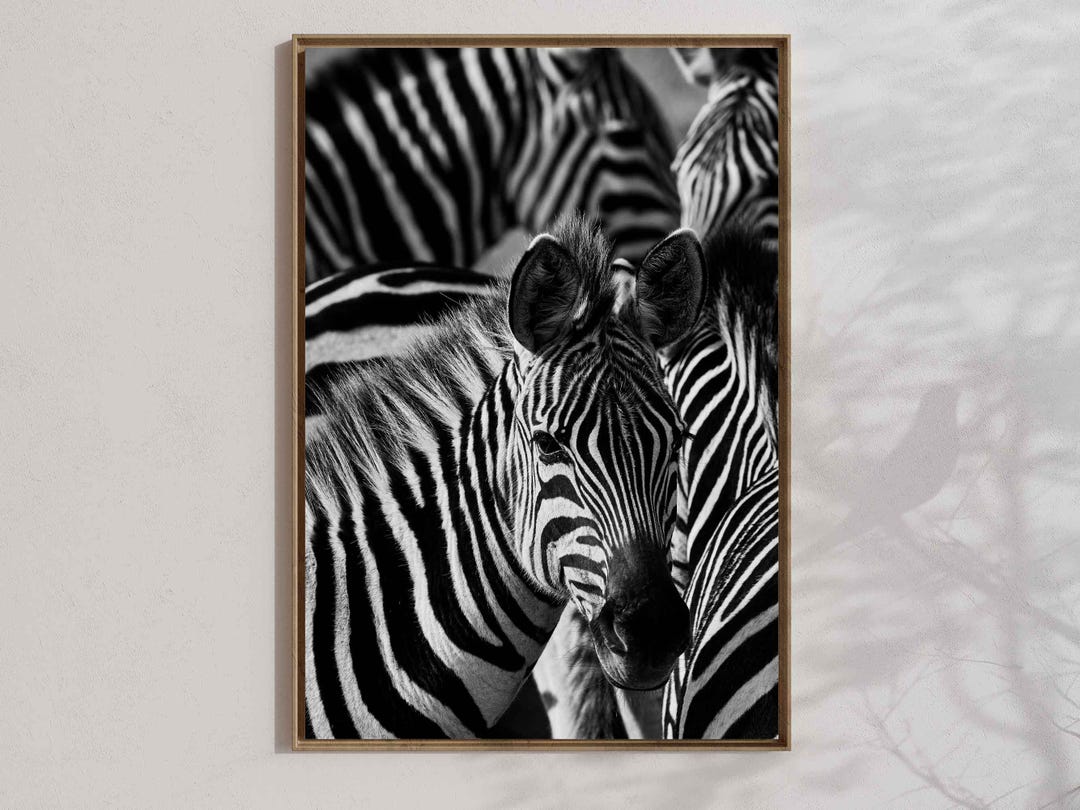 Zebra Wall Art : Animal Poster, Safari Decor - Etsy