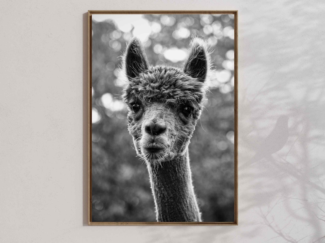 Alpaca Poster, Animal Photography Wall Art - Etsy