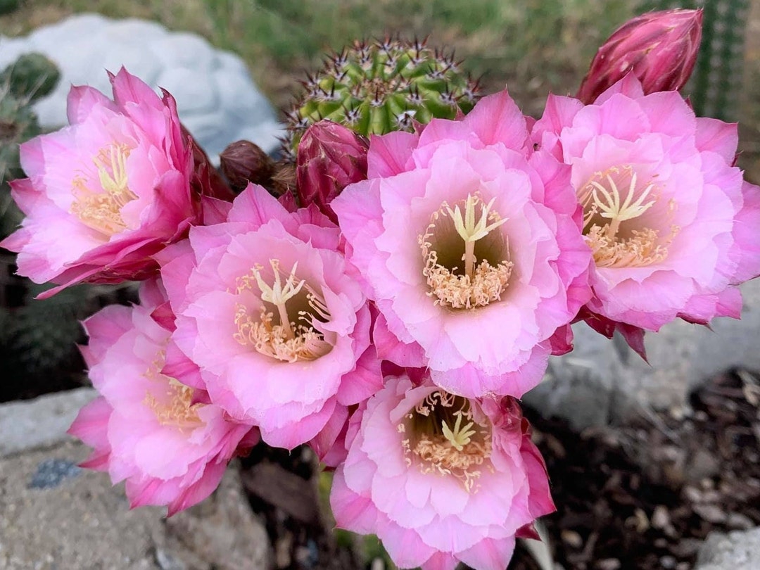 RARE HILDEWINTERA Hybrid NAHEROCHEN Beautiful Blooming Cactus Plant - Etsy