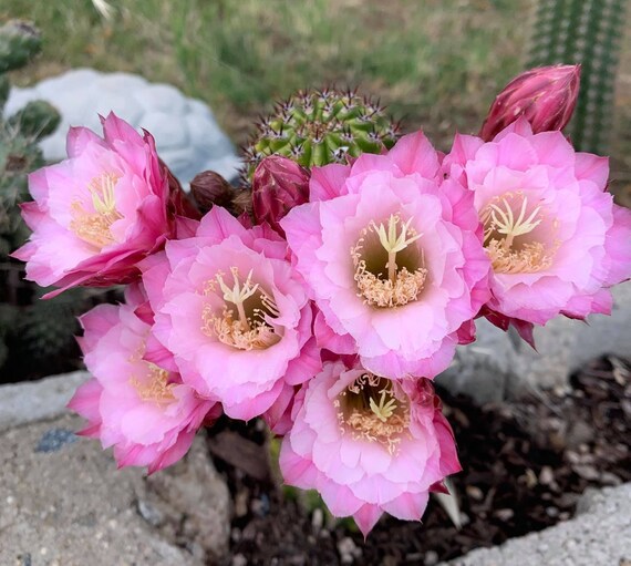 RARE HILDEWINTERA Hybrid NAHEROCHEN Beautiful Blooming Cactus - Etsy