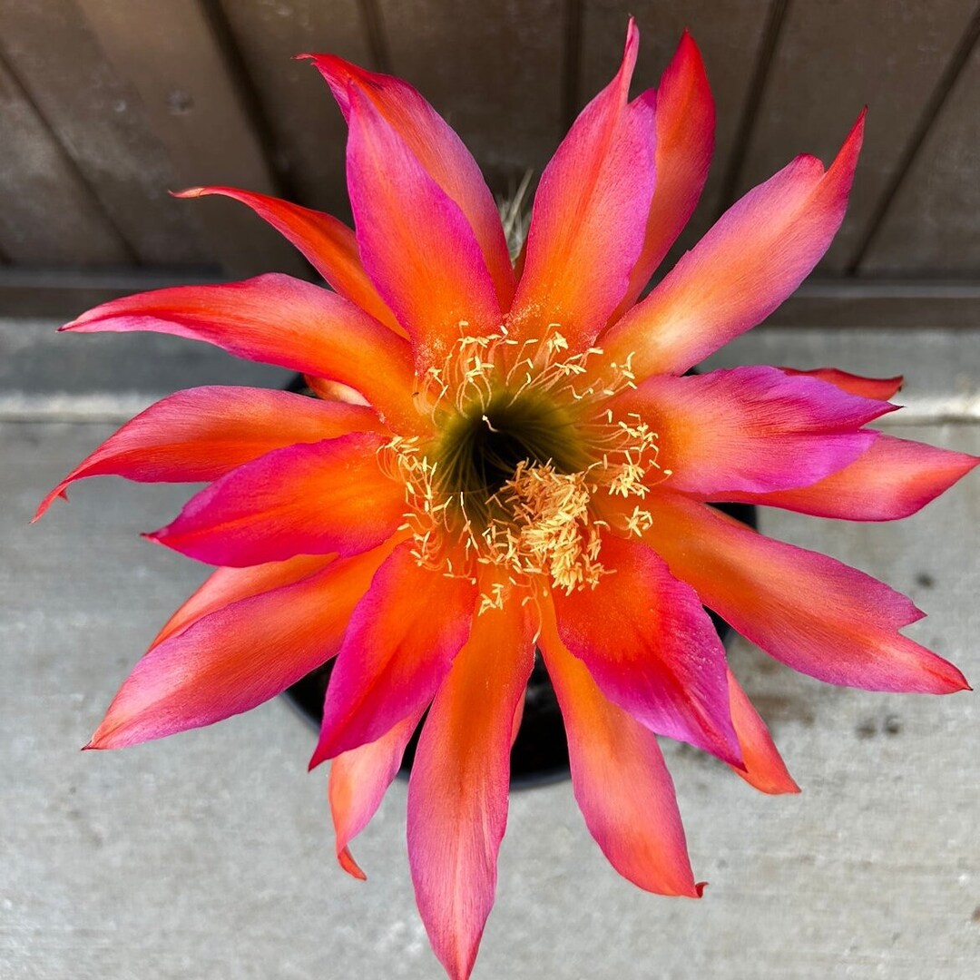 New Offering, ECHINOPSIS SALMON SPIDER, Well Rooted, Cactus Plant - Etsy