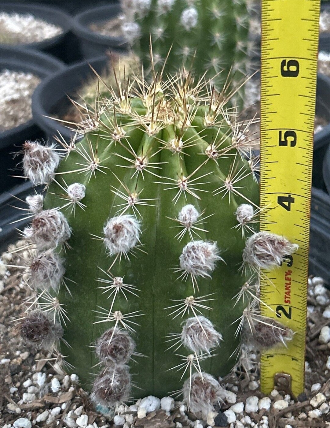 ECHINOPSIS Hybrid FOXY LADY Cactus Fragrant Plant - Etsy