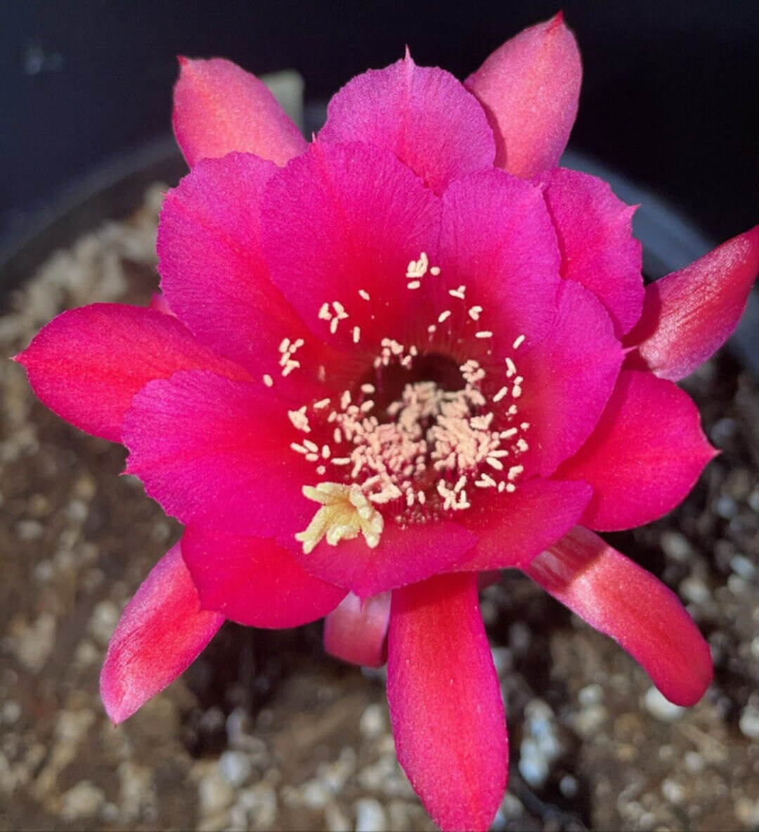 HILDEWINTERA Hybrid MEINE HILDE Well Rooted Cactus Plant - Etsy