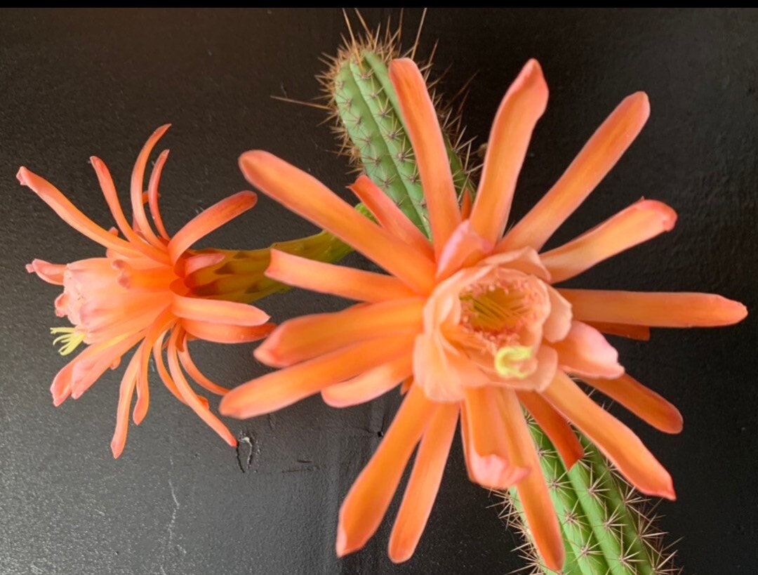 8-10 Inch Tall,hildewintera Hybrid GOLDSCHUPPE Well Rooted Plant - Etsy