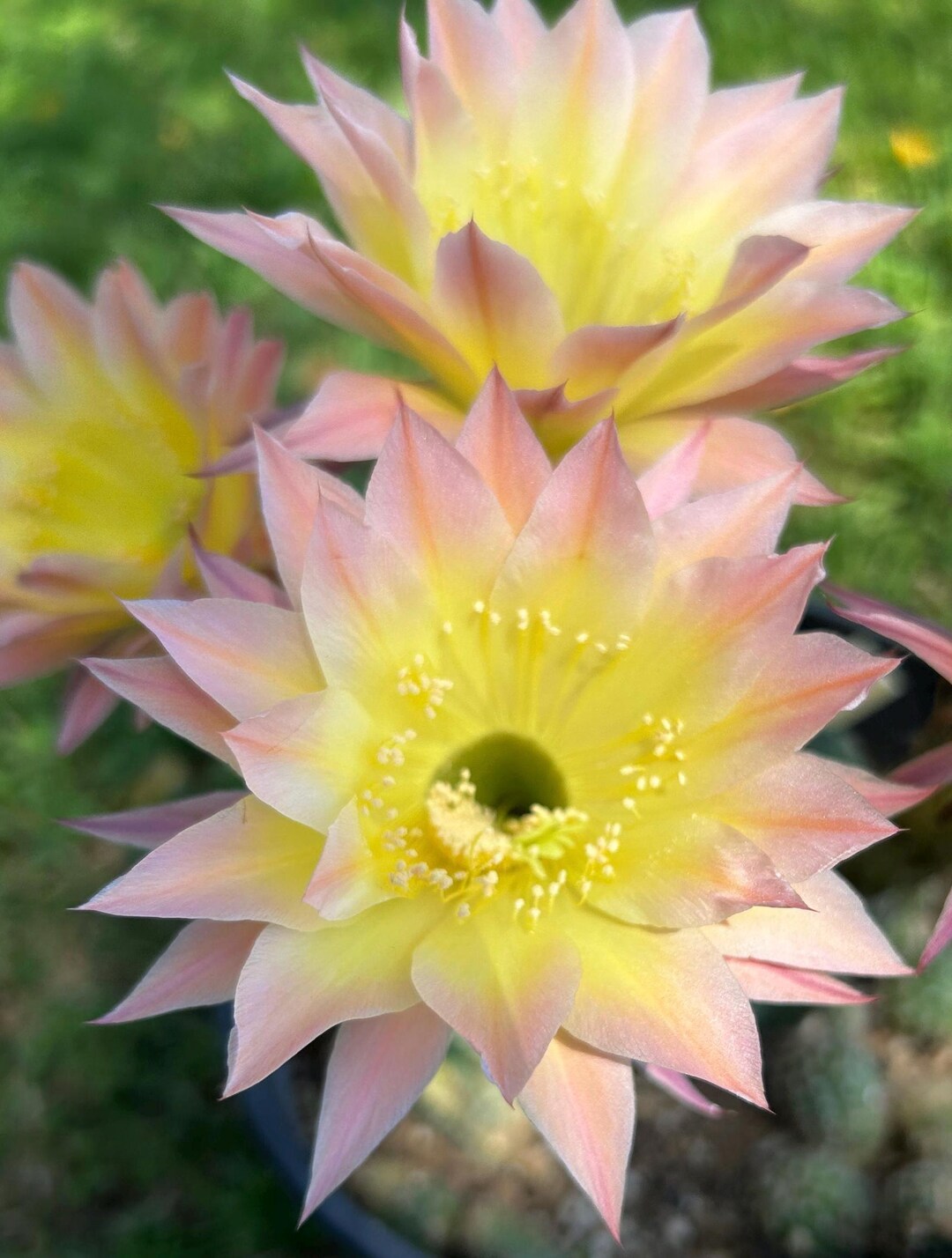New,echinopsis Hybrid CHEAM CREAM, Well Rooted Cactus - Etsy