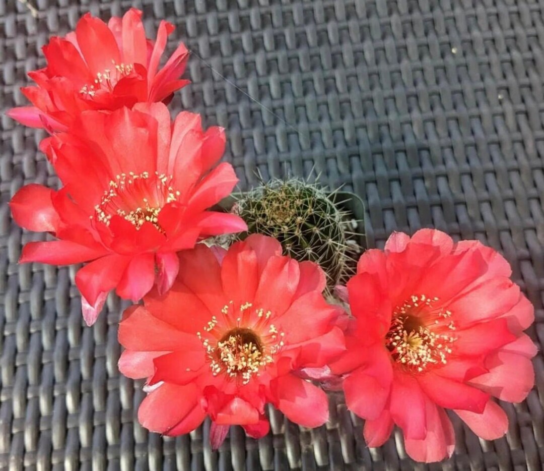 BUDDING, ECHINOPSIS Hybrid GYPSY Well Rooted Plant - Etsy