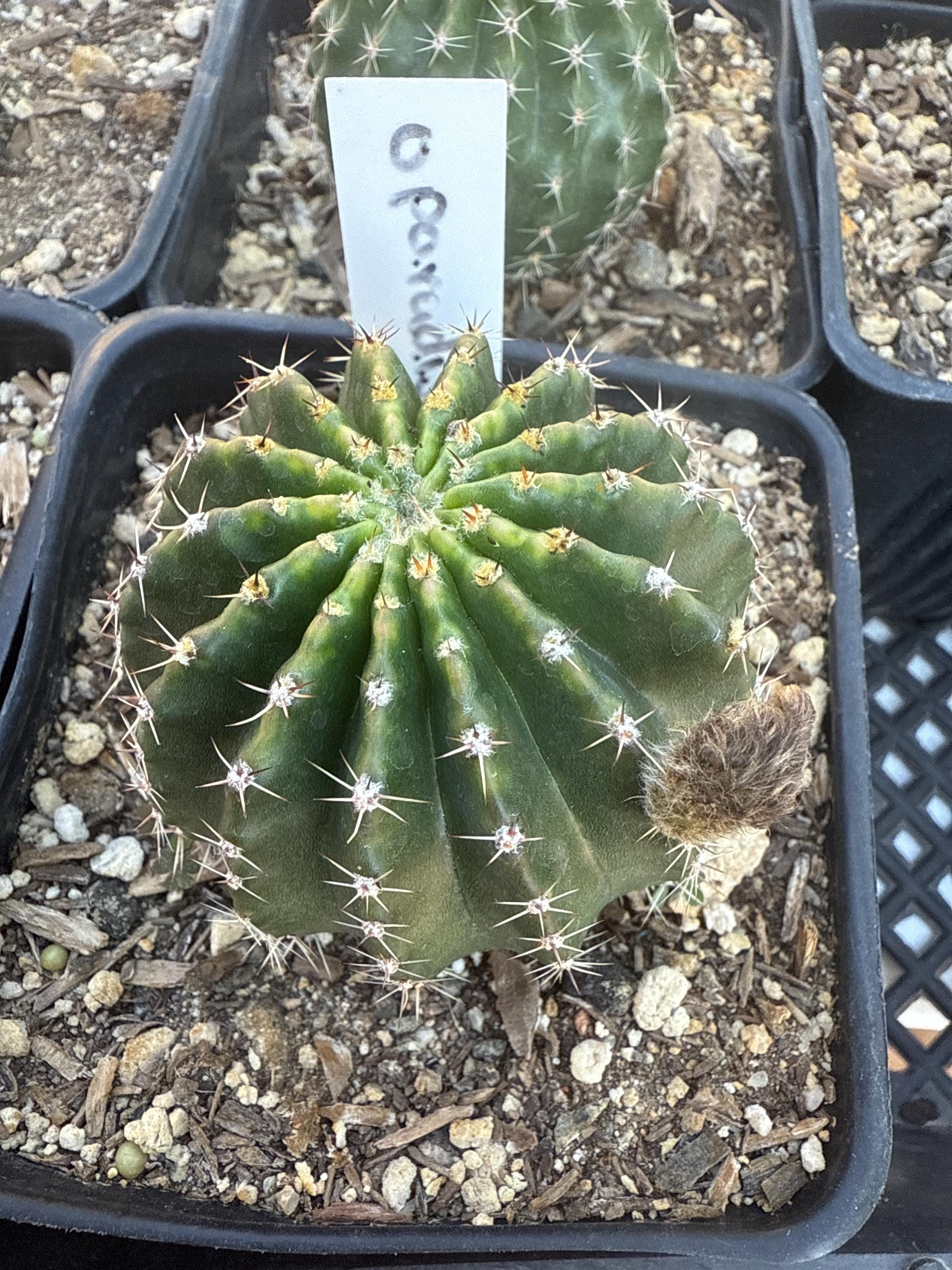Echinopsis Hybrid 'O PARADISO', Yellow,blooming Cactus Plant - Etsy