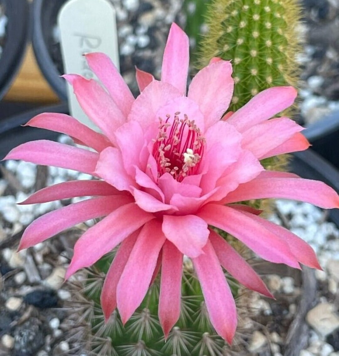 New, Hildewintera Hybrid RUDOLF HERZOG, Well Rooted Plant - Etsy