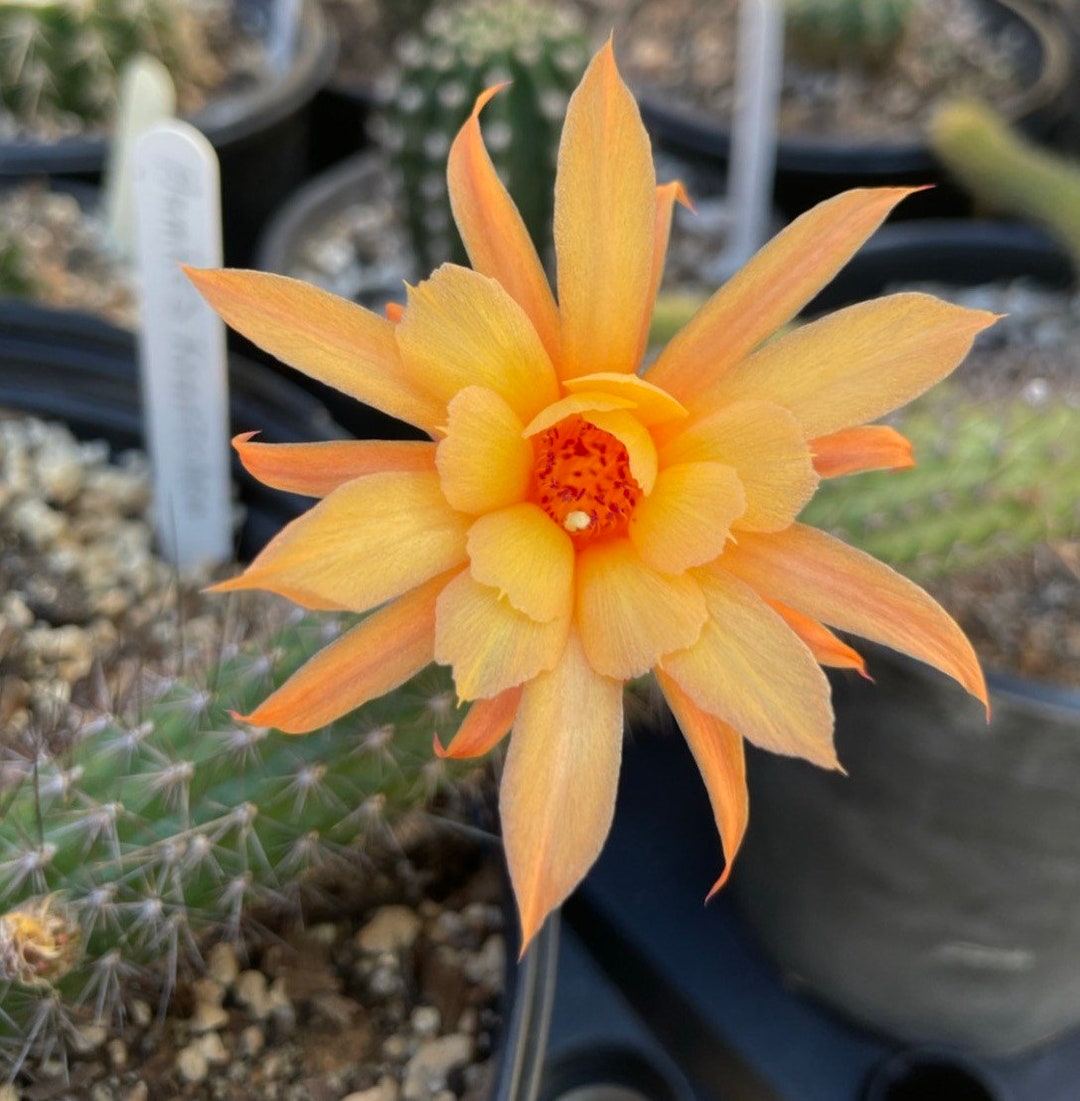 HILDEWINTERA Hybrid HUMKES KRANZCHEN Blooming Cactus Plant - Etsy