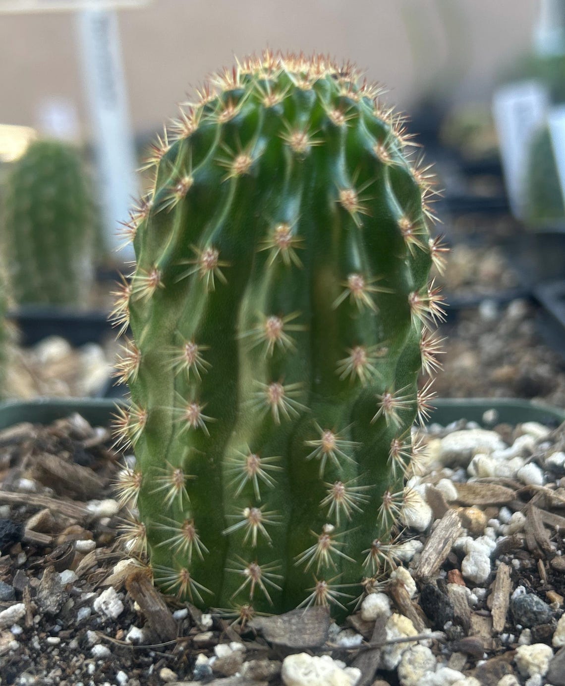 RARE HILDEWINTERA Hybrid NAHEROCHEN Beautiful Blooming Cactus Plant - Etsy