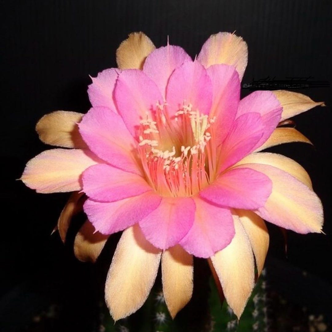 RARE, Hildewintera, HUMKES RORO, Cactus Fresh Cutting, Limited Quantity ...
