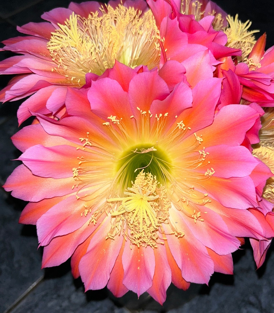 12 Inch, Huge! Rare! Trichocereus Hybrid, FLYING SAUCER, Extra Large ...