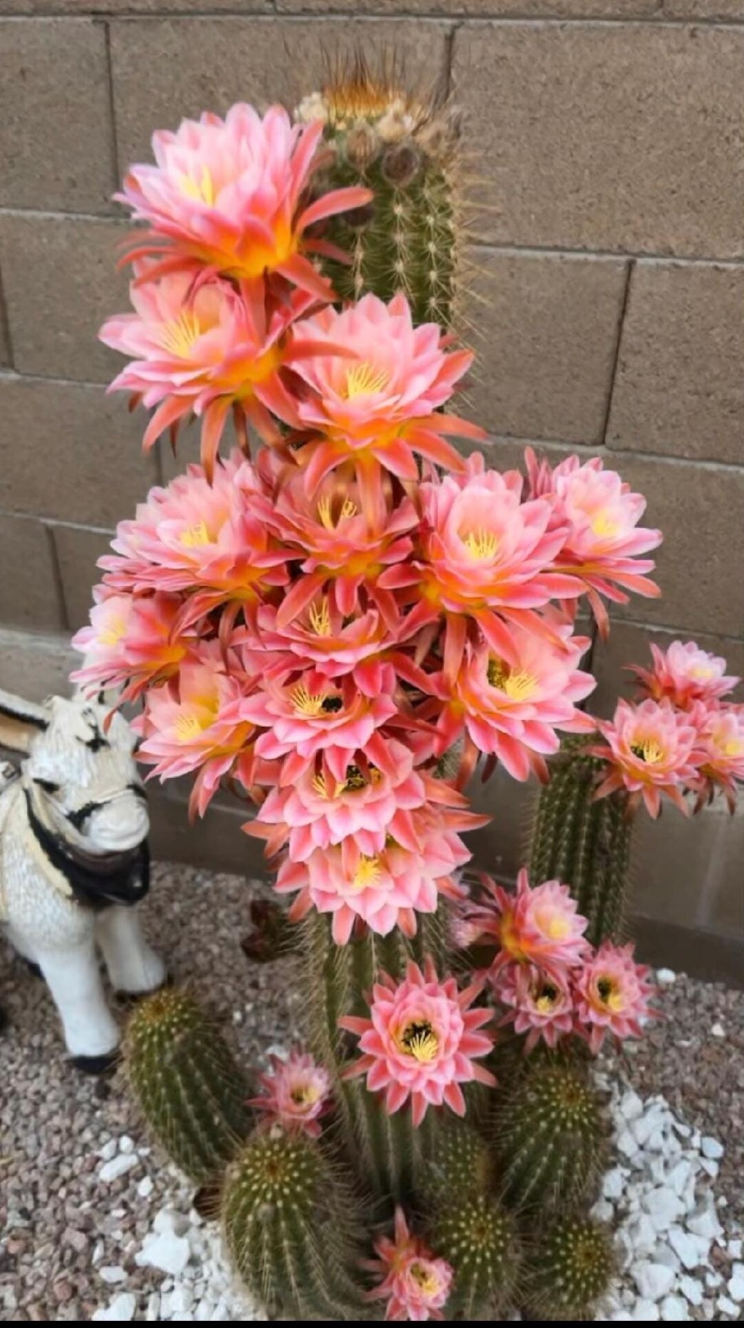 Trichocereus Hybrid FIRST LIGHT Blooming Cactus Well Rooted Plant - Etsy