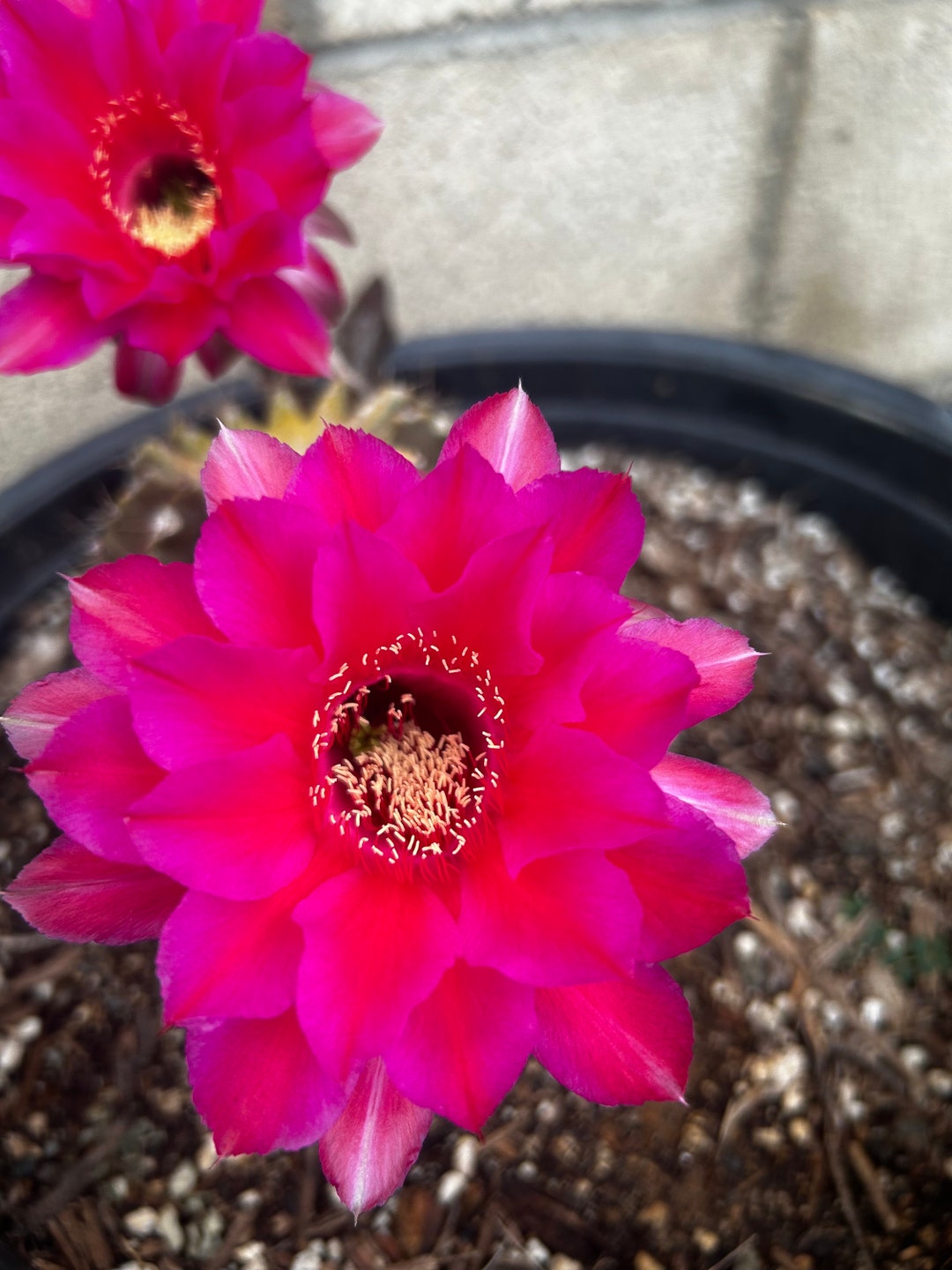 Well Rooted Echinopsis Hybrid LIPTSICK Cactus Plant Profuse GORGEOUS ...