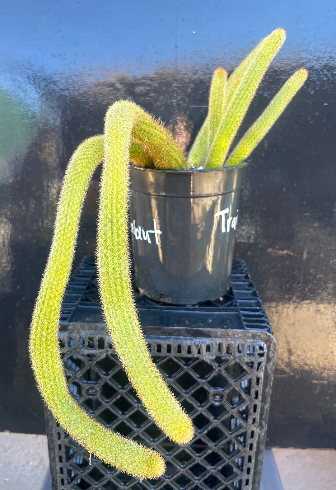 Large,hildewintera, Hybrid, TRAISENBLUT, Easy Growing!, Rooted,plant ...