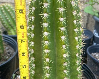 Torch trichocereus Grandiflora Cactus Sun Goddess - Etsy
