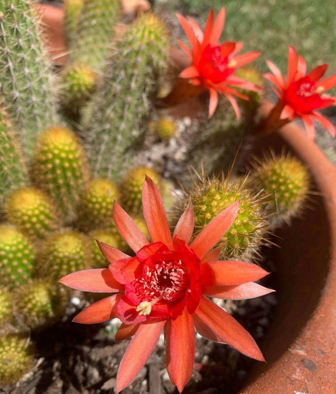 Large,hildewintera, Hybrid, TRAISENBLUT, Easy Growing!, Rooted,plant ...