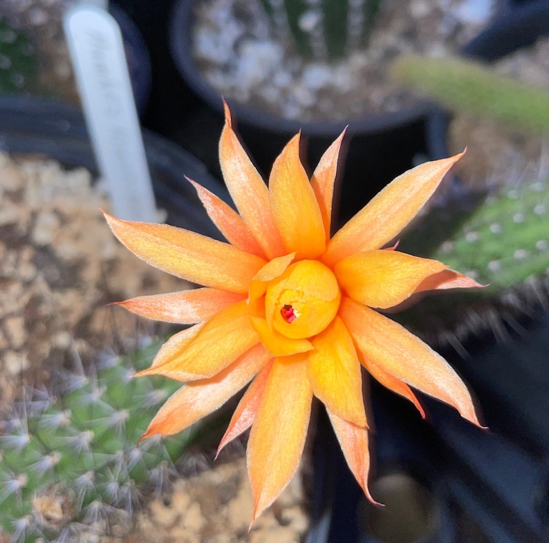 HILDEWINTERA Hybrid HUMKES KRANZCHEN Blooming Cactus Plant - Etsy