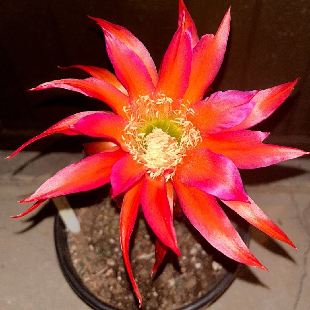 New Offering, ECHINOPSIS SALMON SPIDER, Well Rooted, Cactus Plant - Etsy