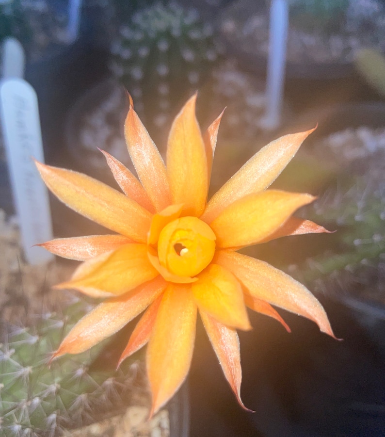 HILDEWINTERA Hybrid HUMKES KRANZCHEN Blooming Cactus Plant - Etsy