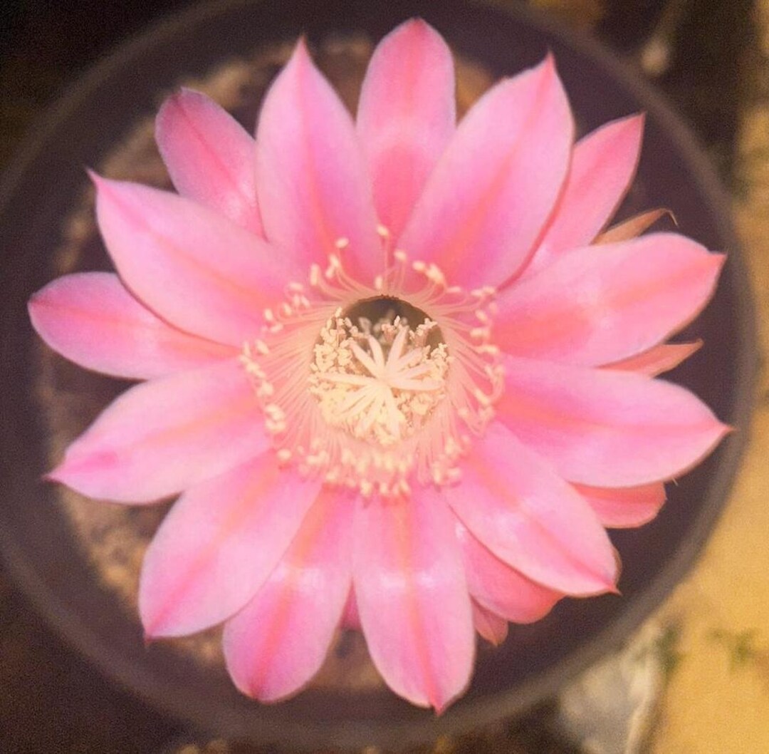 Clump,echinopsis Hybrid,gilly's FAVORITE, Cactus Plant Profuse GORGEOUS ...