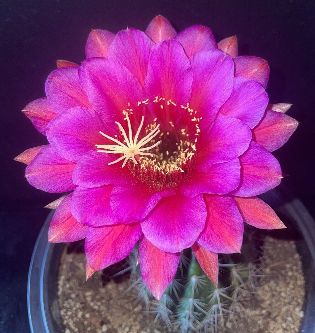 Trichocereus Hybrid MAXIMILLIAN, Rare, Cactus, Plant, Collectors - Etsy