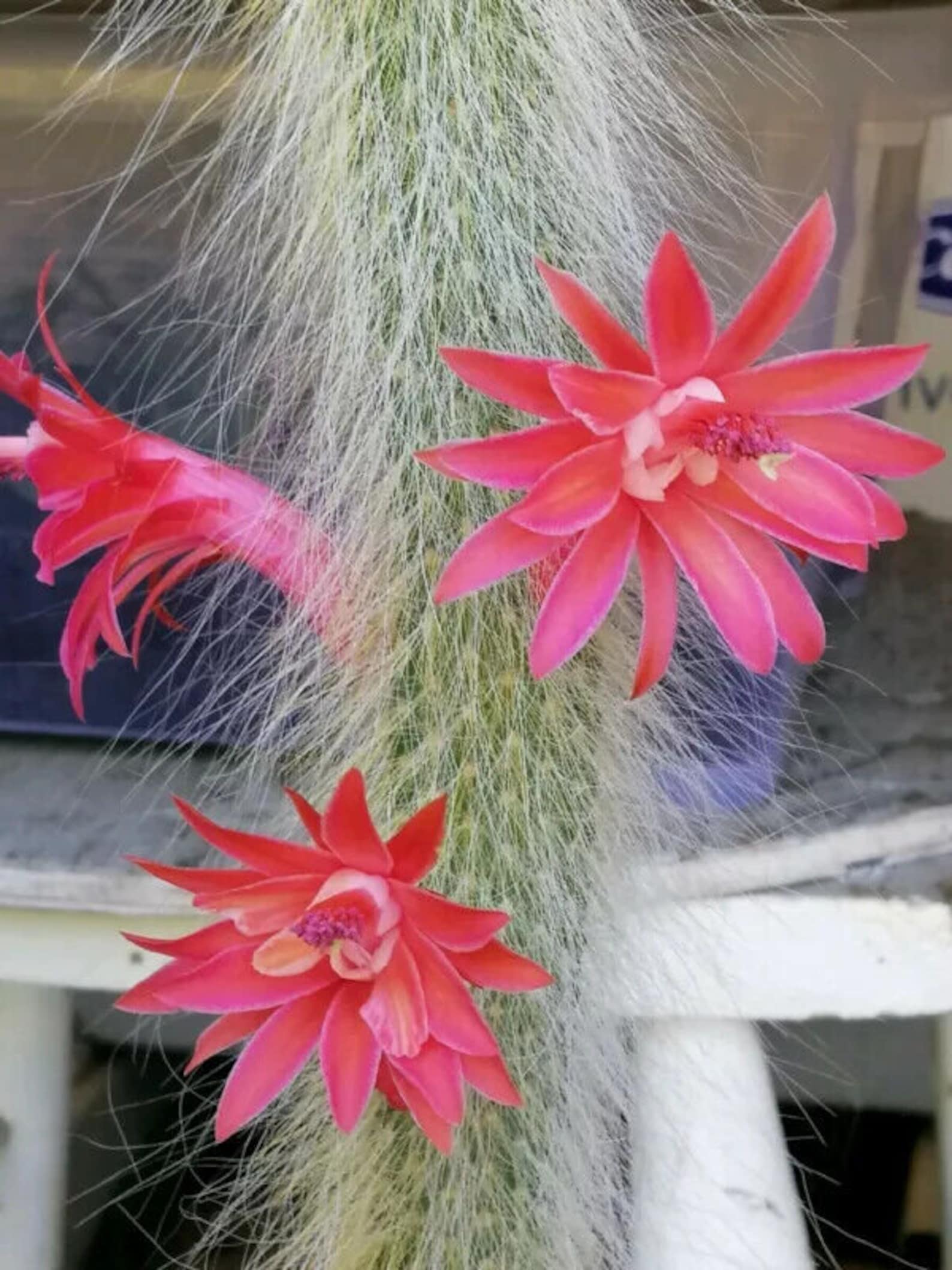 Hildewintera Colademononis Monkey Tail Cactus Live Plant - Etsy