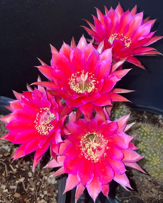 ECHINOPSIS Hybrid FOXY LADY Cactus Fragrant Plant - Etsy