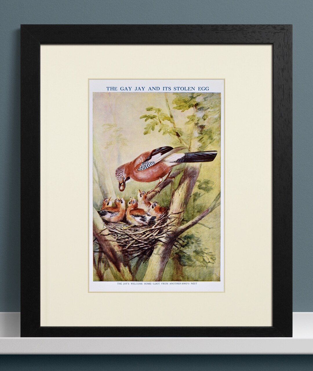 1920s Vintage Jay Bird Print Original Vintage Lithograph Roland Green ...