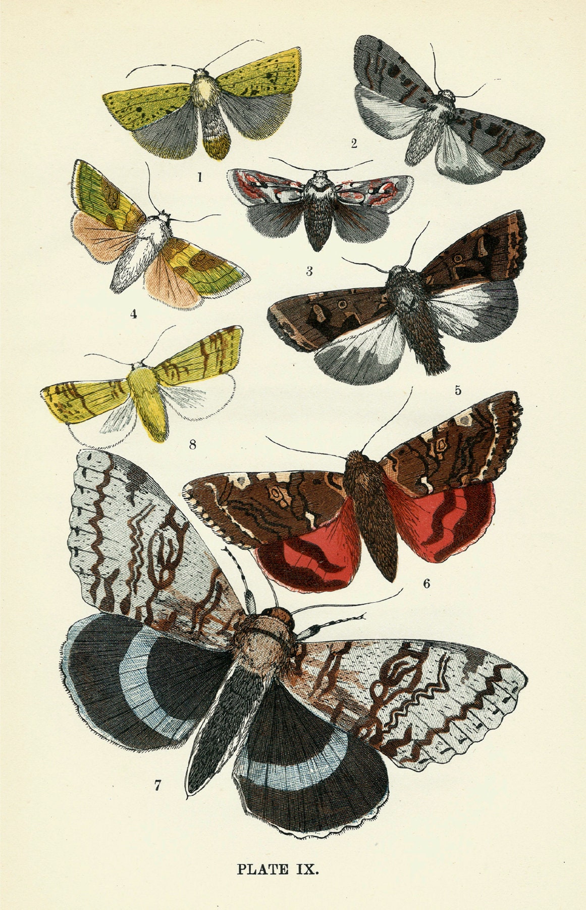 1870 Antique Moths Print Original Entomology Engraving | Etsy