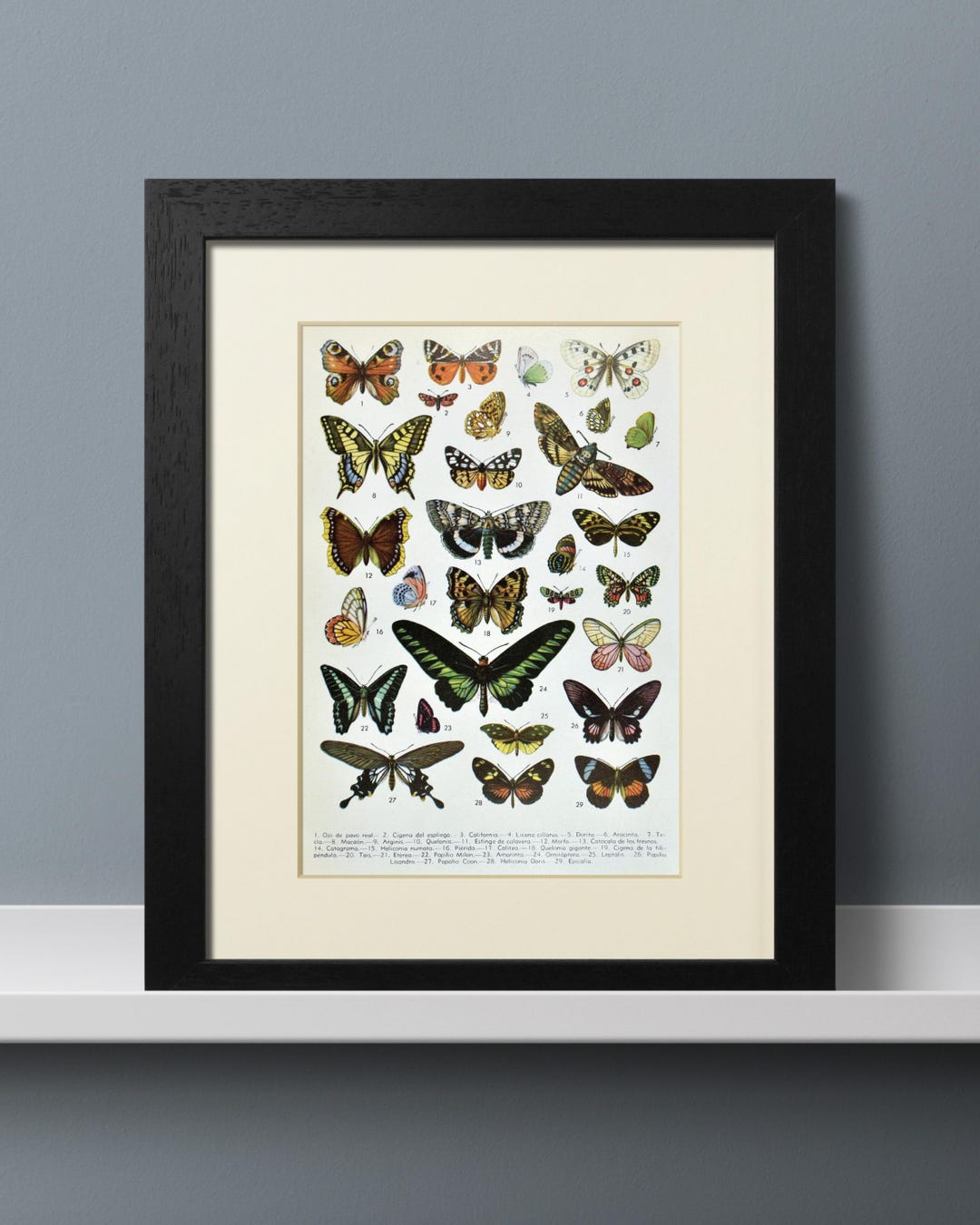 1967 Vintage Butterfly Species Print – Original Spanish Book Lithograph ...