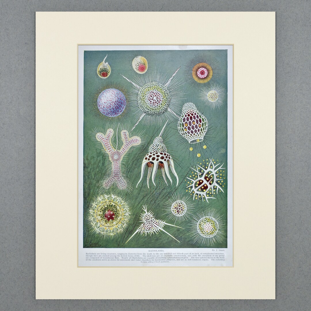 1930 Vintage Microscopic Organisms Print Original Book Lithograph ...