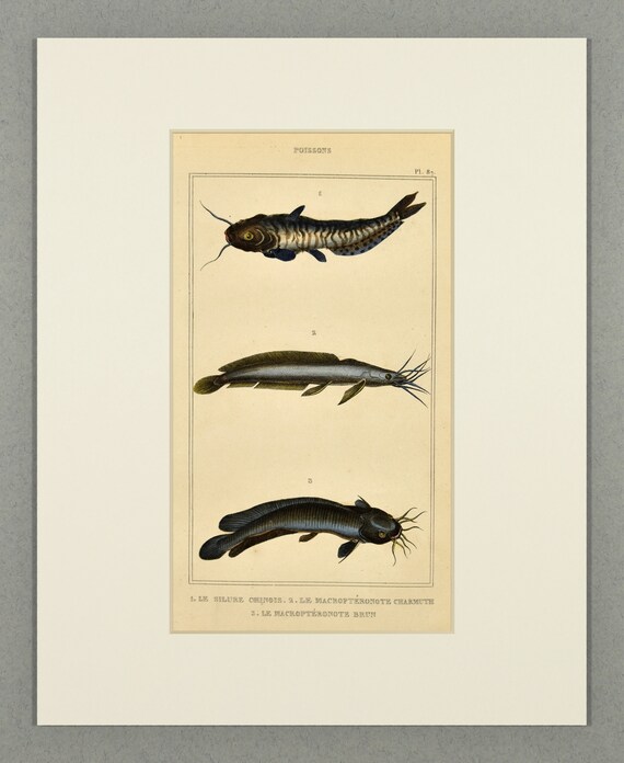 1844 Antique Catfish Print Original Hand Coloured French - Etsy