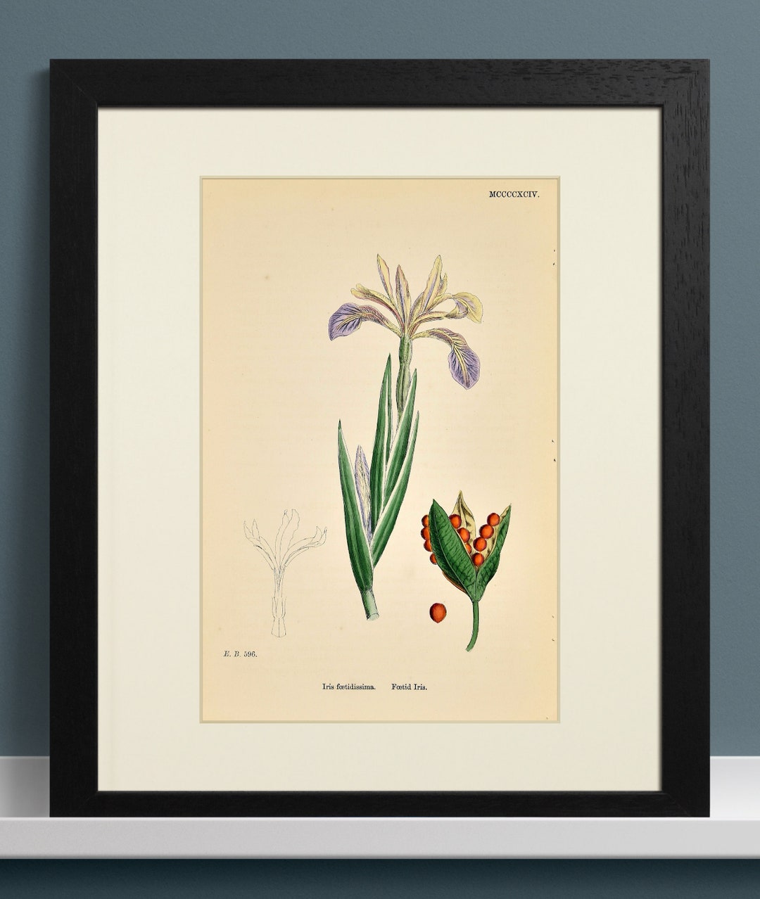 1869 Antique Foetid Iris Botanical Print Original Hand-coloured ...