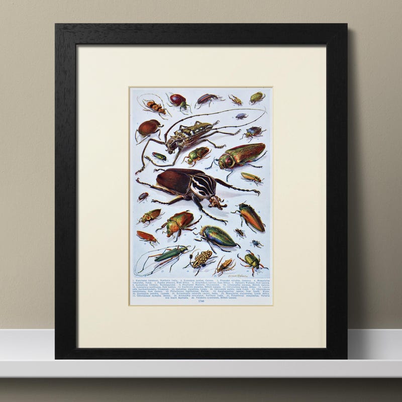 Bug Vintage Poster - Etsy UK