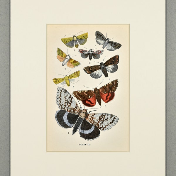Antique Moth Print - Etsy