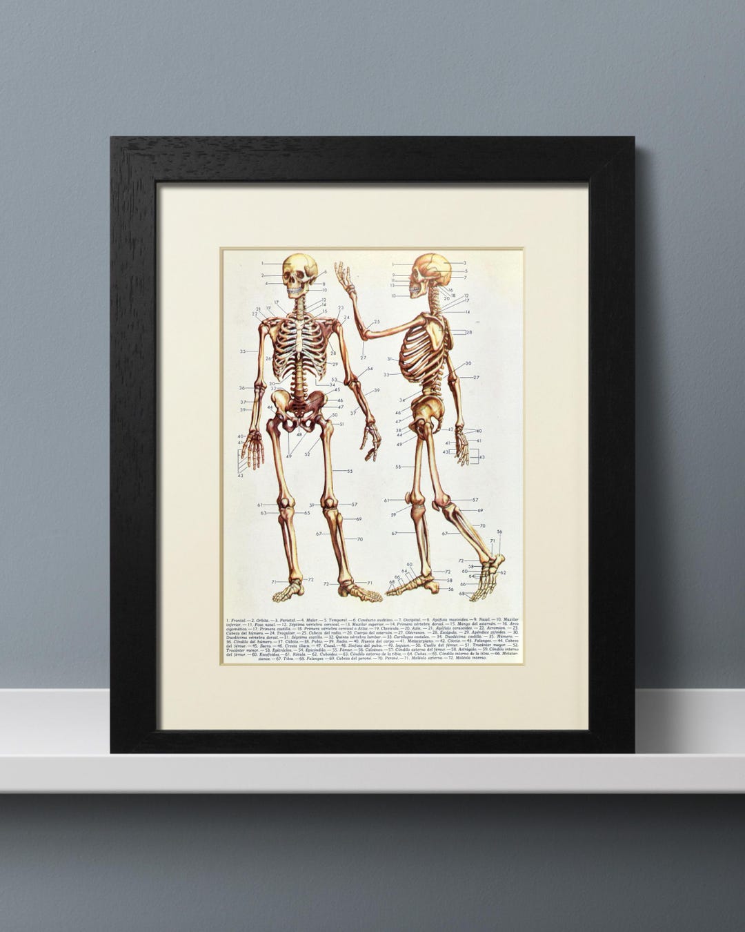 1967 Vintage Human Skeleton Print – Original Spanish Book Lithograph ...