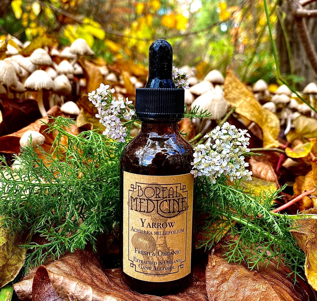 Yarrow Tincture • Organic, Wild & Fresh - Etsy