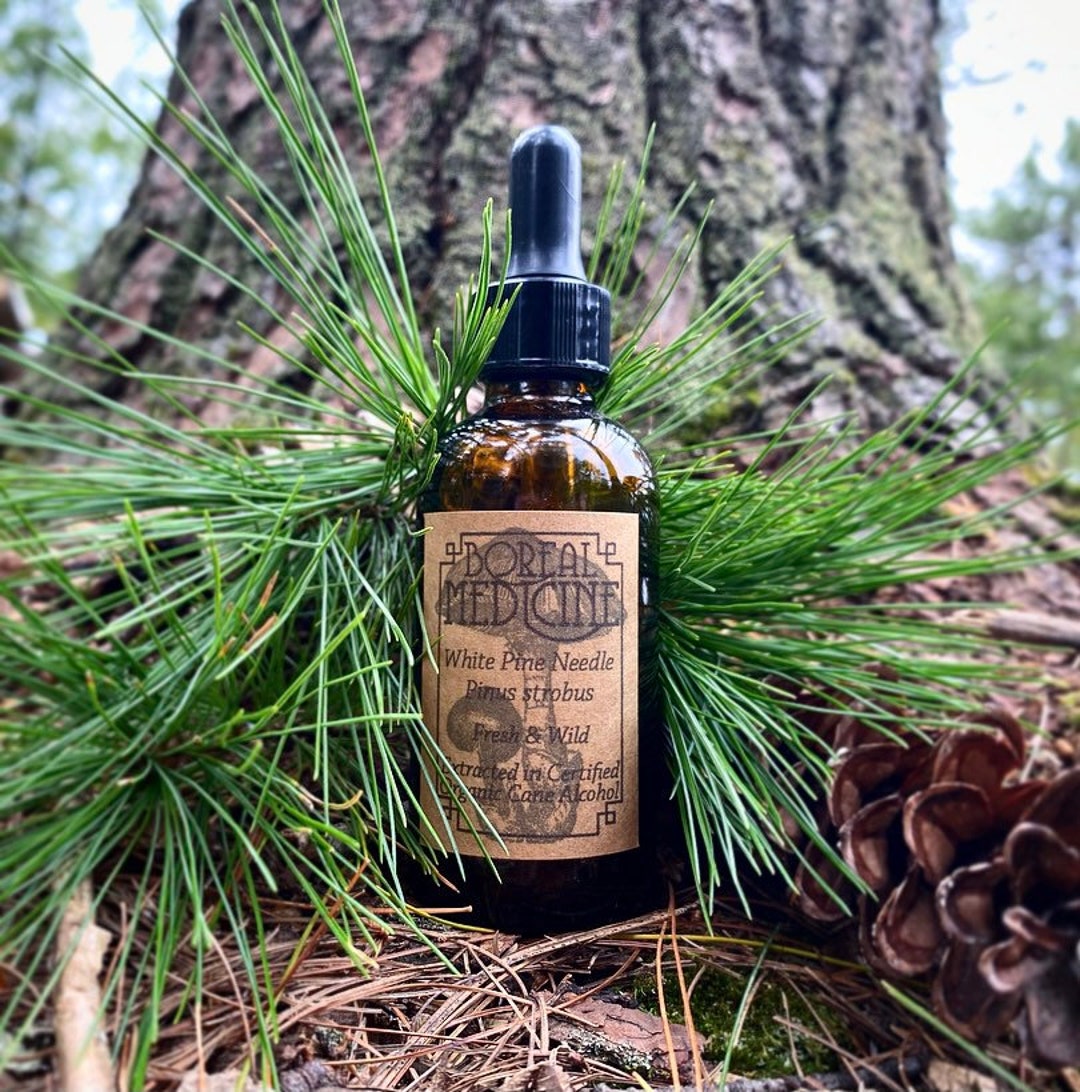 White Pine Needle Tincture • Organic, Wild & Fresh - Etsy