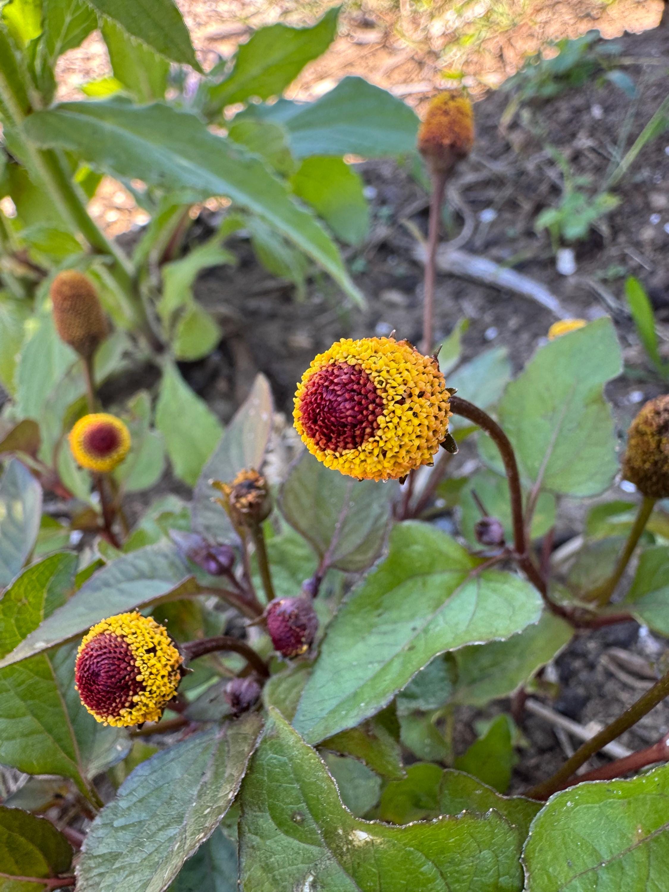 Spilanthes Tincture (toothache Plant) | Organic & Fresh - Etsy