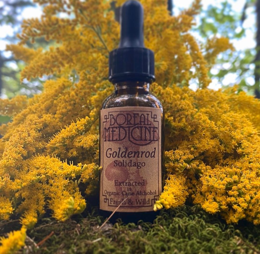 Goldenrod Tincture • Organic, Wild & Fresh - Etsy